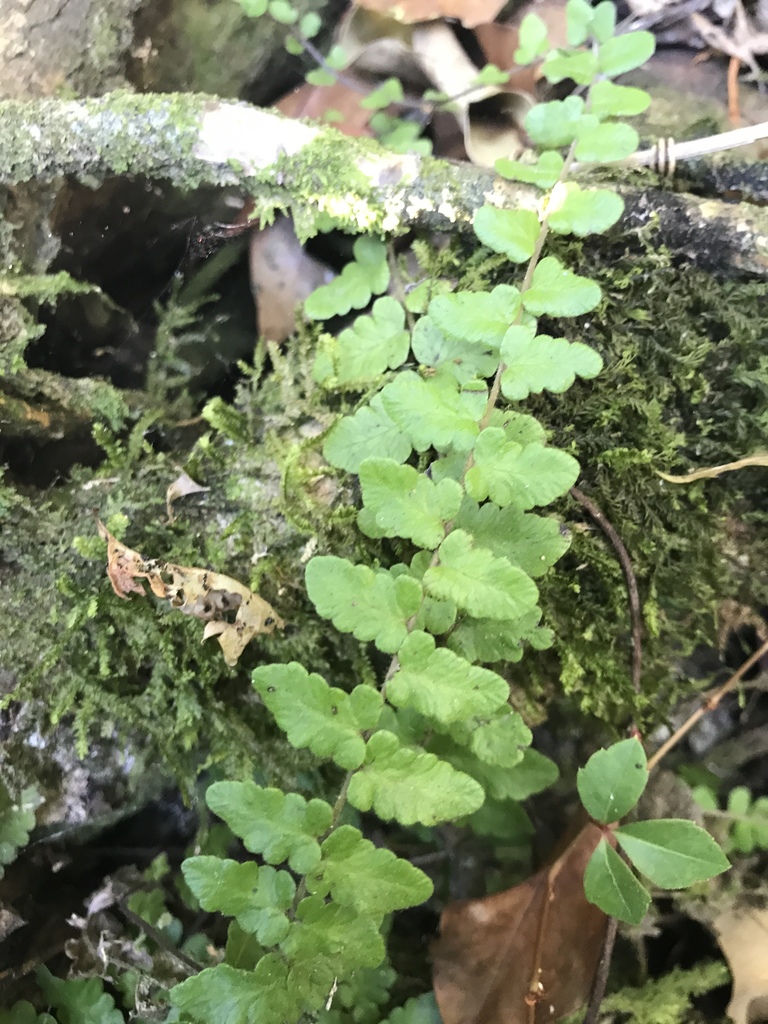 Creeping star-hair fern from 22840 SW 152nd Ave, Miami, FL, US on April ...