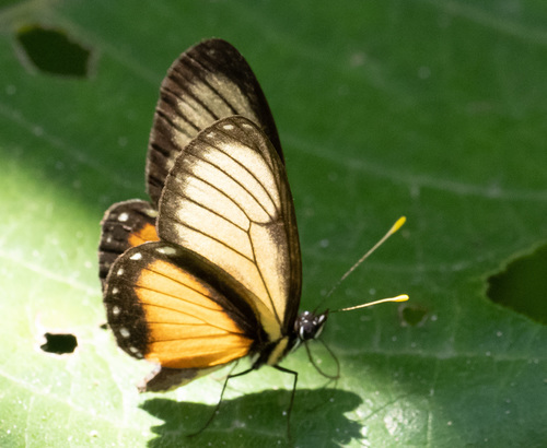 Subspecies Eresia datis moesta · iNaturalist