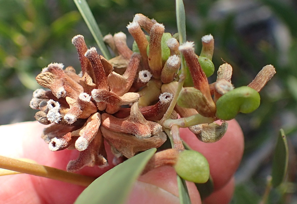 Rooikrans Gall Midge from Zebraskop, South Cape DC, South Africa on ...
