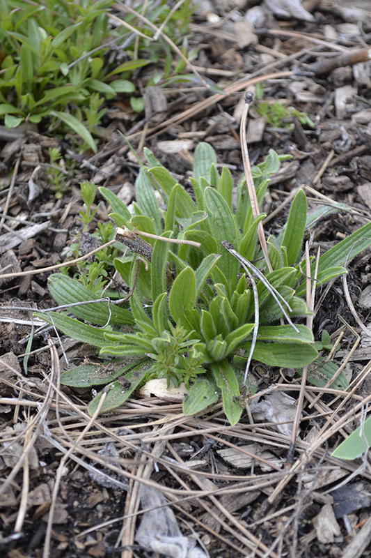 western false gromwell from Boulder County, US-CO, US on April 27, 2018 ...