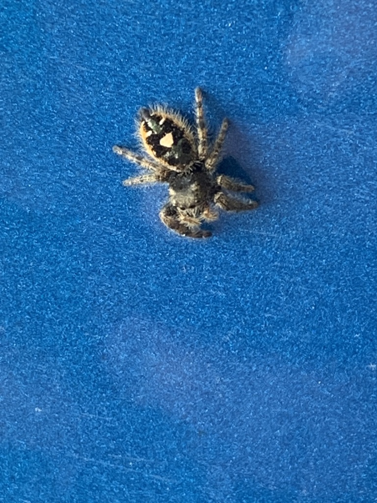 Bold Jumping Spider from Laminar Ct, Timnath, CO, US on October 16 ...