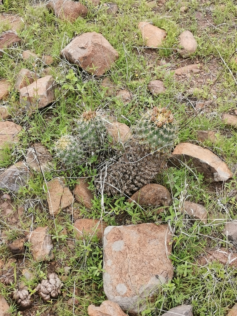 Coryphantha octacantha from 42399 Hgo., México on July 9, 2021 at 09:50 ...