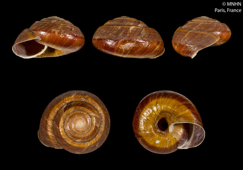 Camaena contractiva · iNaturalist