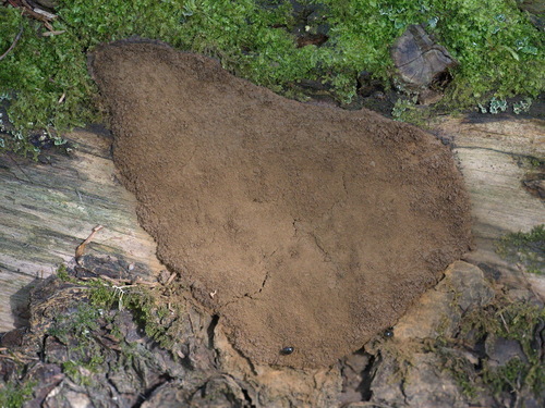 Slime mold? : r/Slimemolds