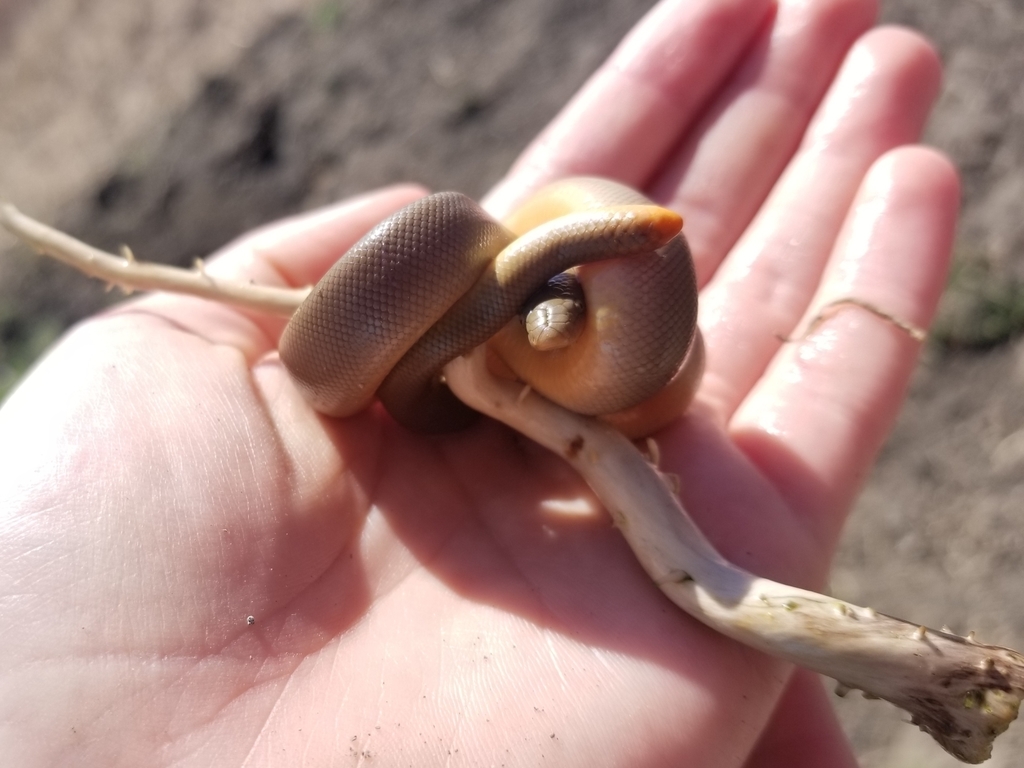 Northern Rubber Boa in October 2021 by Jacob Martin. Found floating on ...