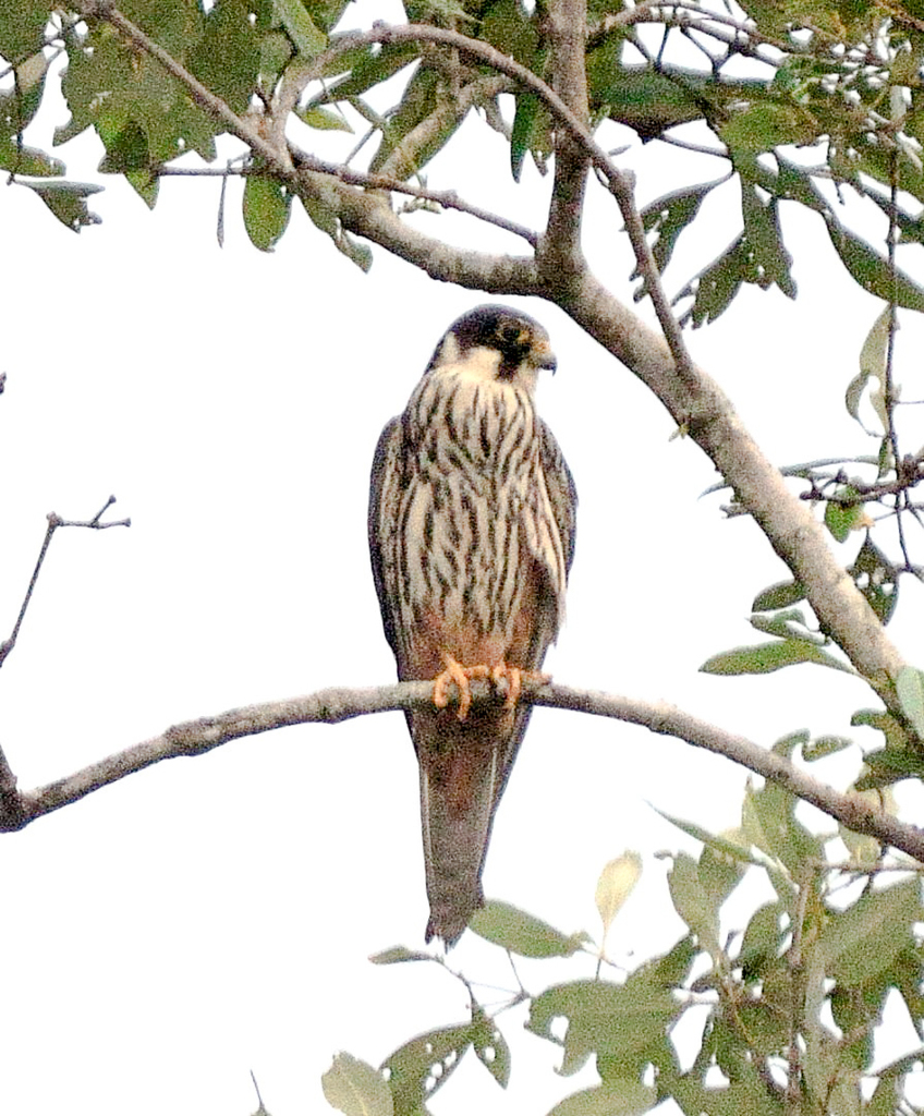 Typical Falcons from MF8Q+RJP, Plot L Southernportion, India on October ...
