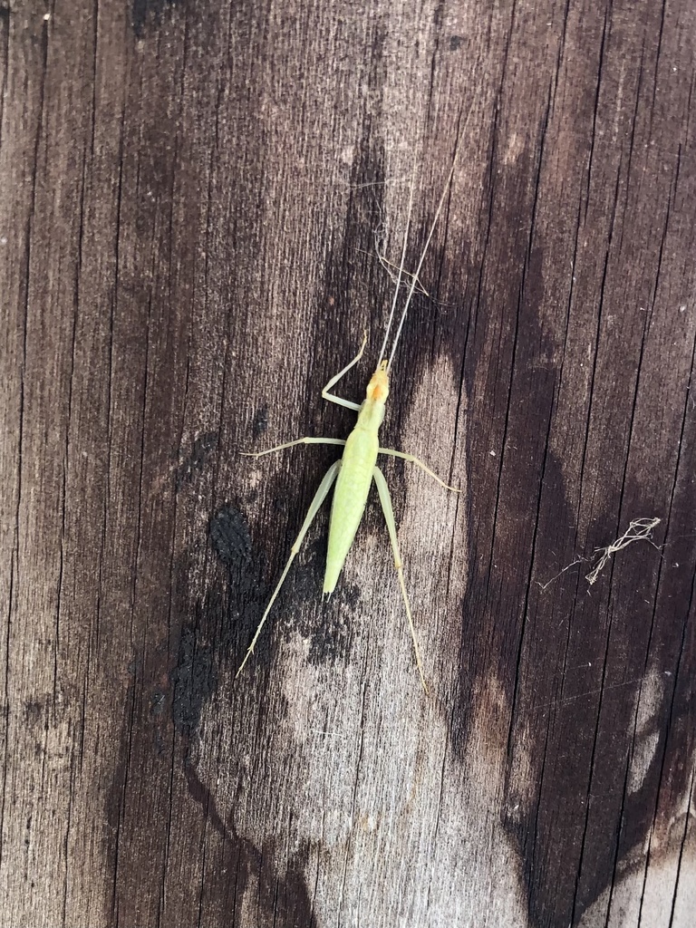 Common Tree Crickets from Lexington Rd, Minburn, IA, US on October 16 ...