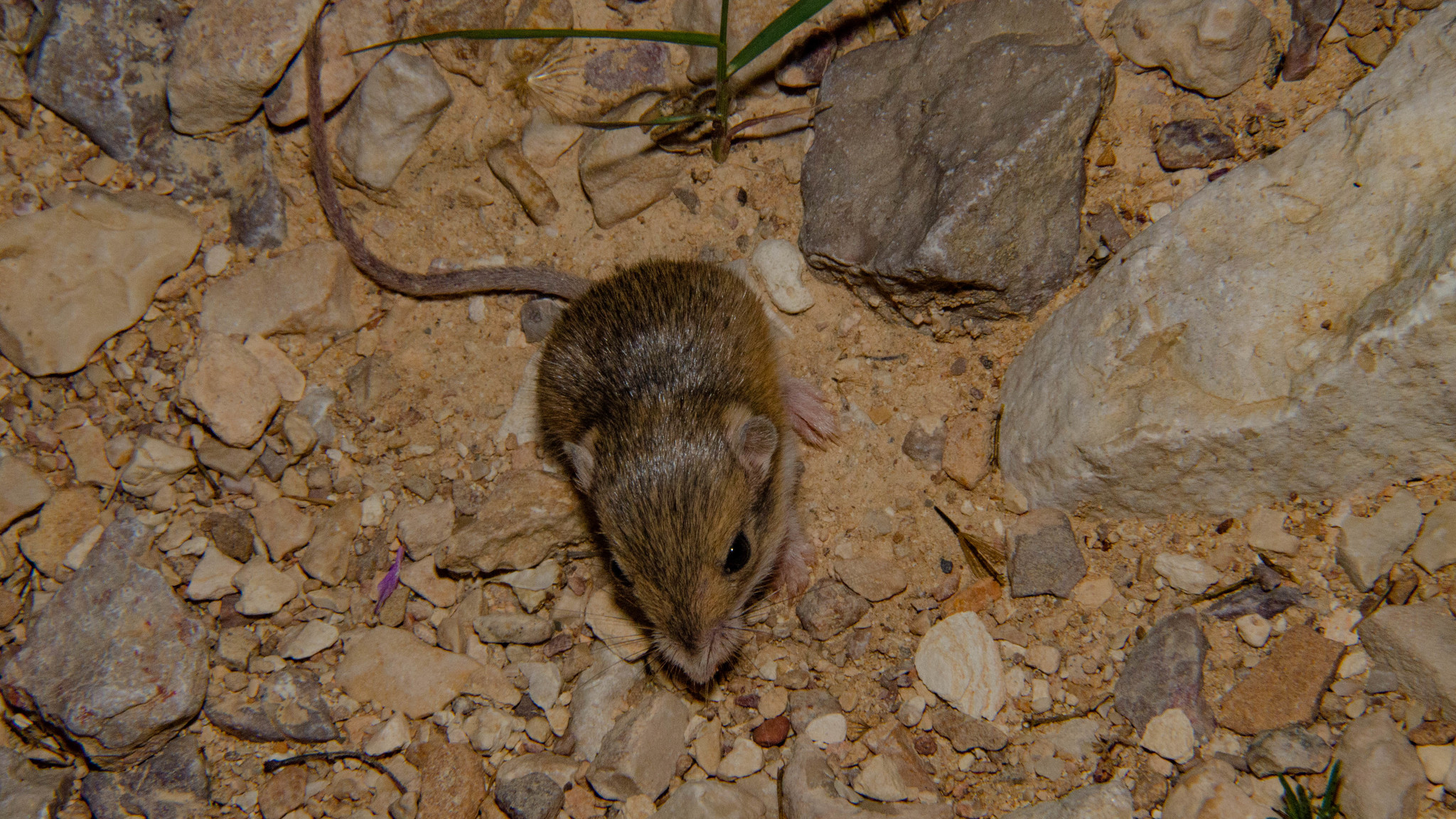 Perognathus flavus Baird, 1855