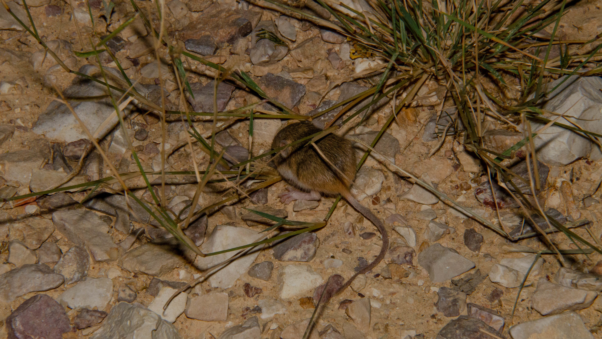 Perognathus flavus Baird, 1855