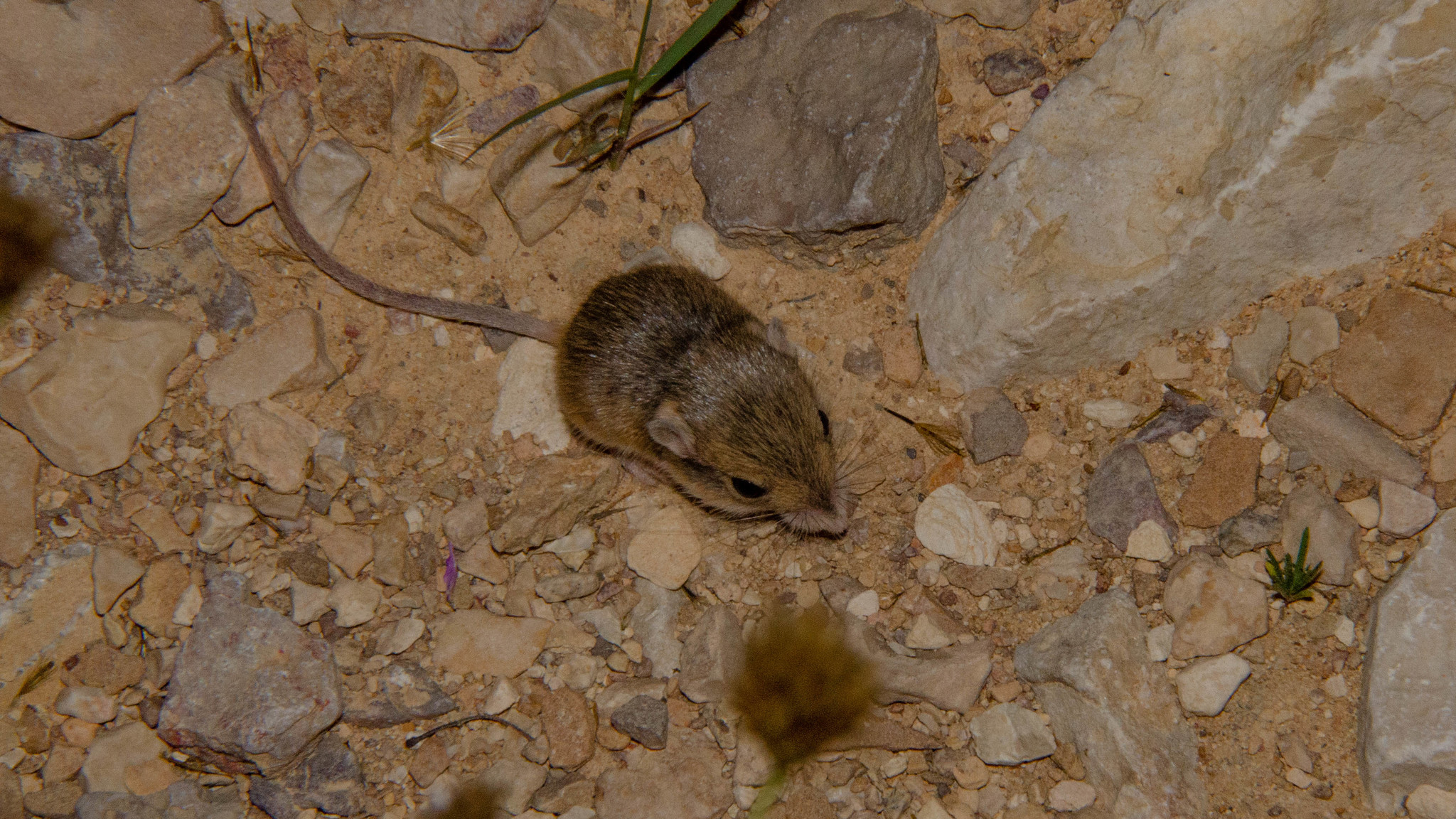 Perognathus flavus Baird, 1855