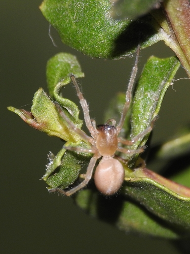 Northern Yellow Sac Spider (Arthropods of Rosewood Nature Study Area ...