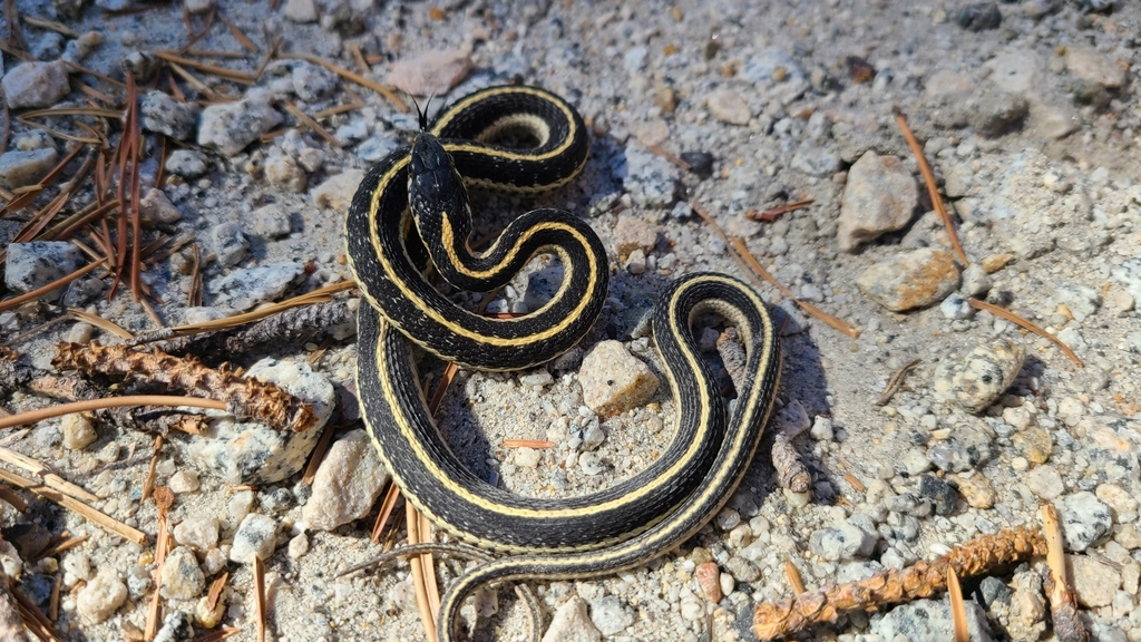 Mountain Garter Snake from Tuolumne County, CA, USA on October 16, 2021 ...