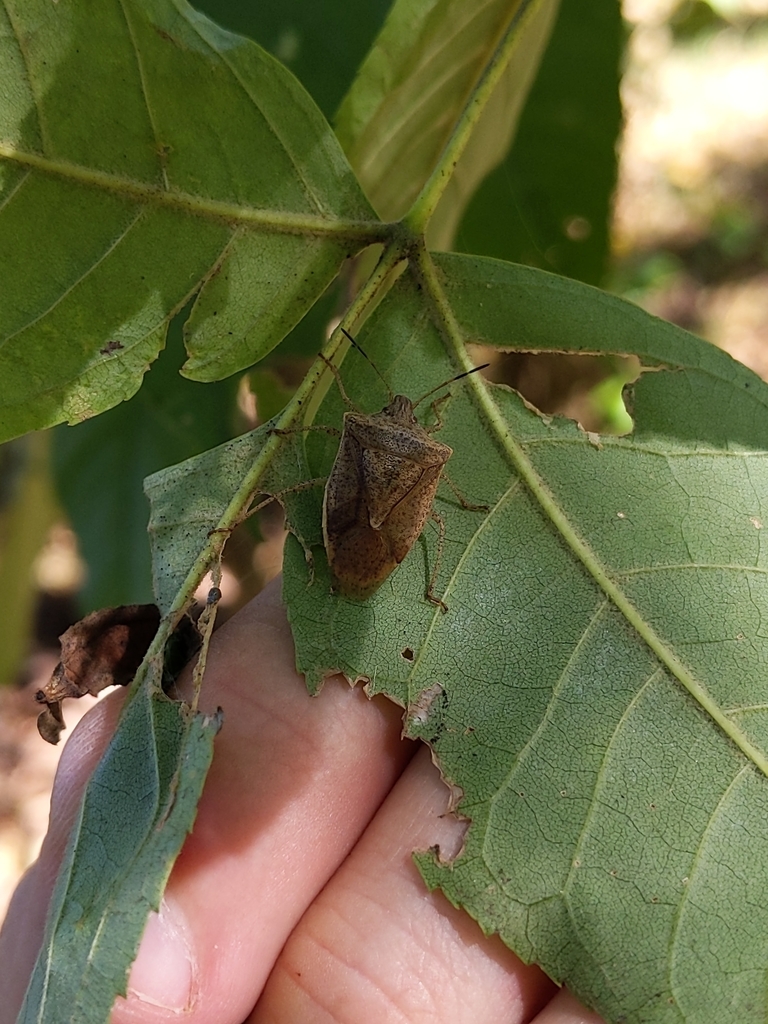 Brown Stink Bugs from Centerville, OH 45459, USA on October 17, 2021 at ...