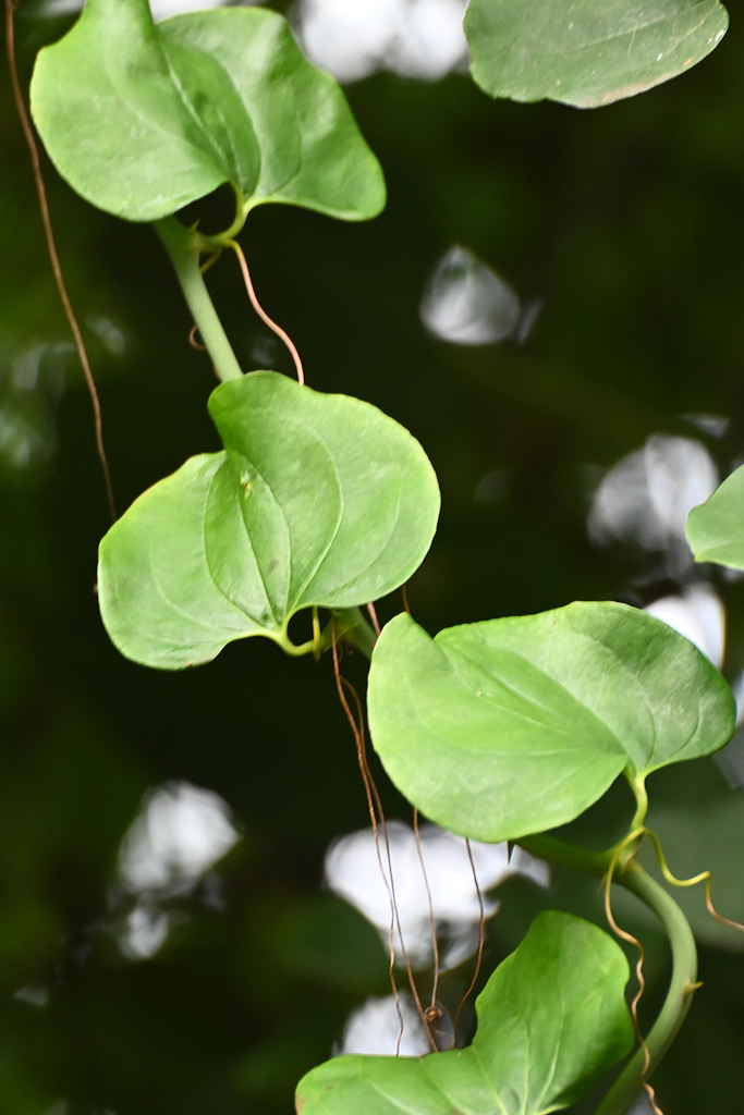 Larger Smilax (Smilax excelsa) - Botanical Realm