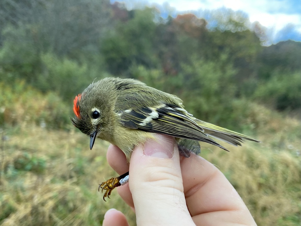 Ruby-crowned Kinglet in October 2021 by Josh Emm · iNaturalist