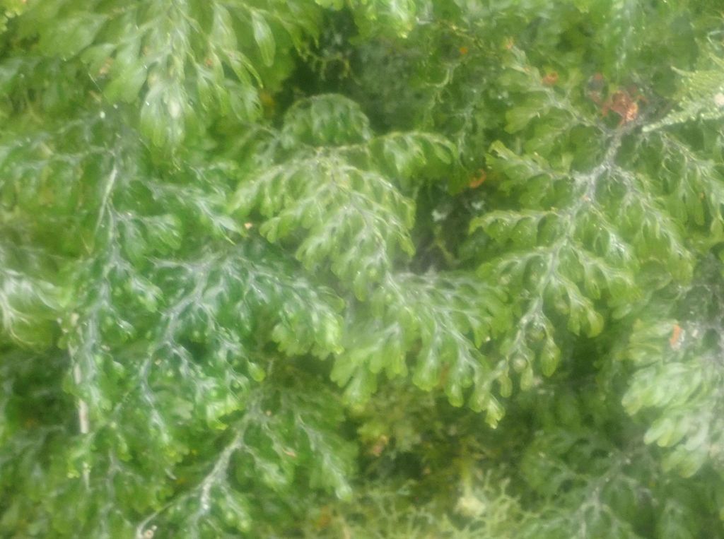 Austral Filmy-fern in October 2021 by John Steel. Base of south facing ...