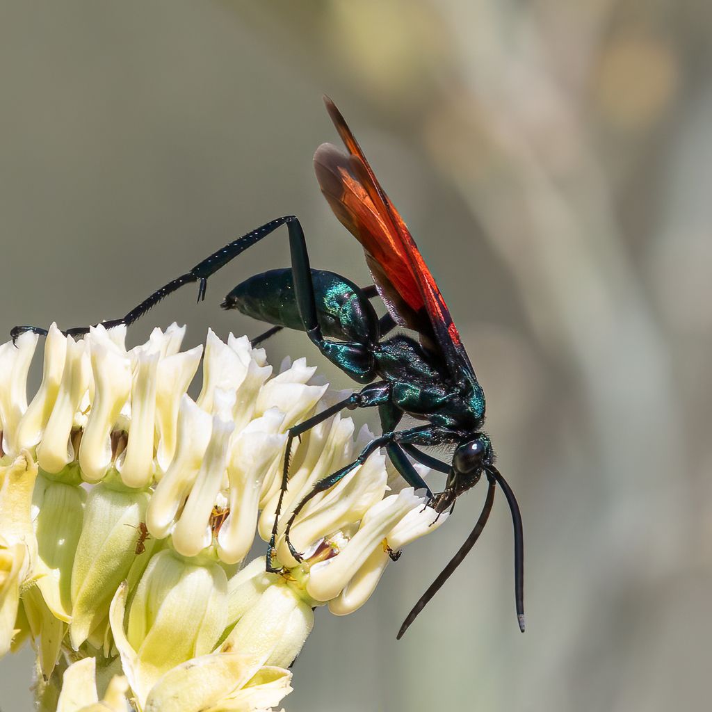 Thisbe's Tarantula-hawk Wasp from Pima County, AZ, USA on September 28 ...