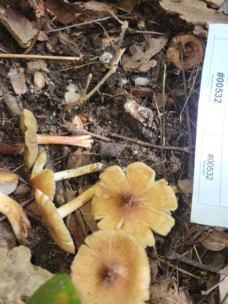 Inosperma lanatodiscum from Steuben County, US-IN, US on October 17 ...