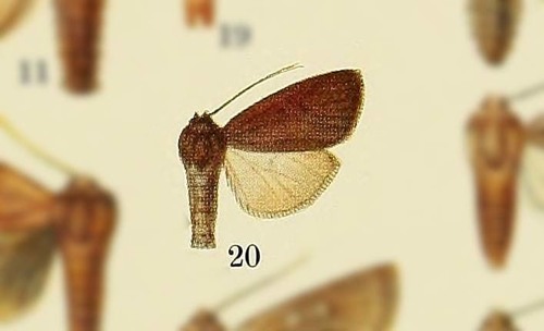 Xestia isochroma · iNaturalist