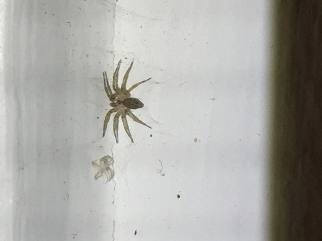 Wall Spiders from 6342 Celia Vista Dr, San Diego, CA, US on April 27 ...