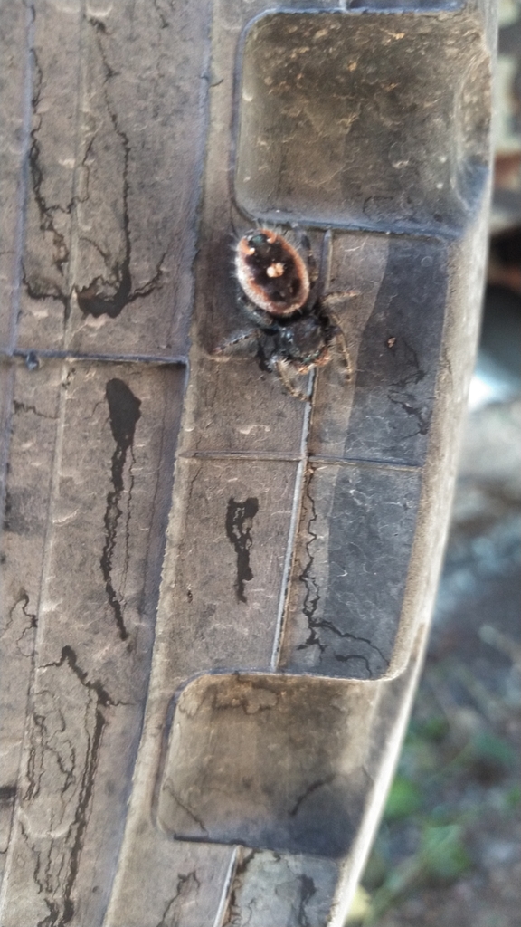 Bold Jumping Spider from Slater, WY 82201, USA on October 17, 2021 at ...