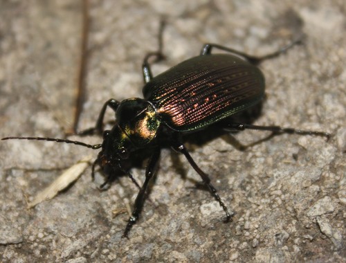 Calosoma retusum · NaturaLista Colombia