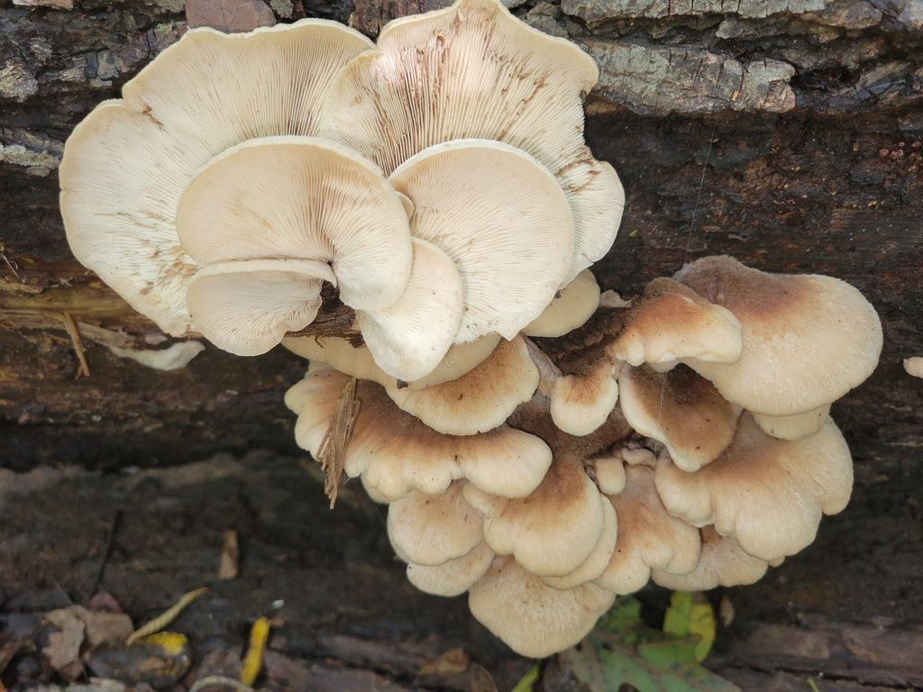 bear lentinus from Steuben County, US-IN, US on October 17, 2021 at 02: ...