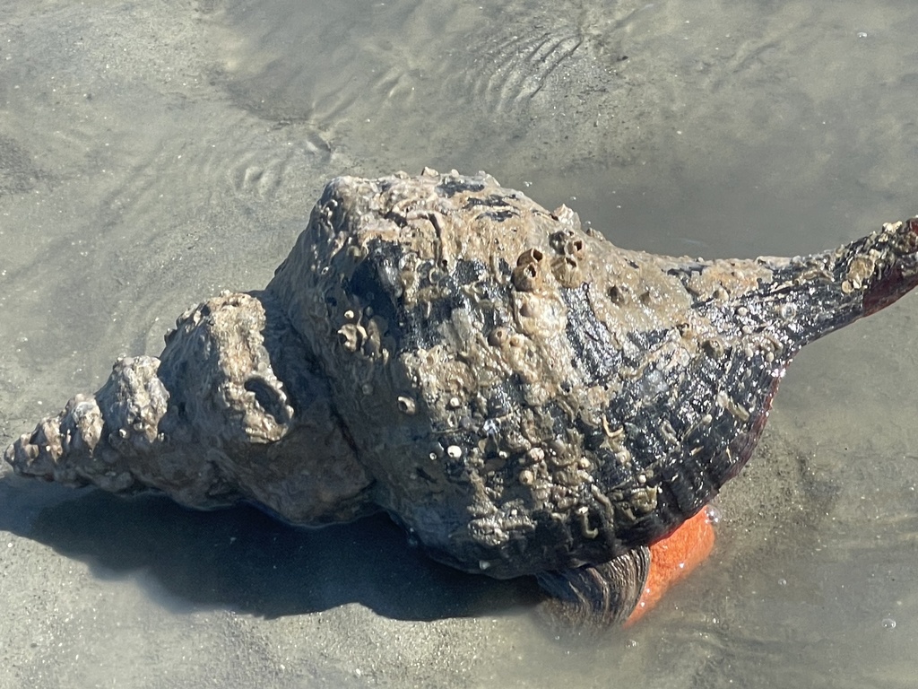Florida Horse Conch in October 2021 by Brad Bowen · iNaturalist