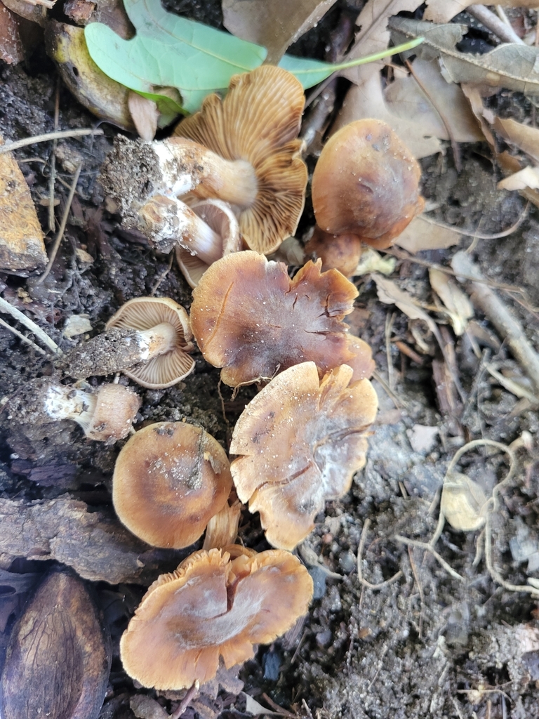 Webcaps from Jamestown Township, IN, USA on October 17, 2021 at 04:06 ...