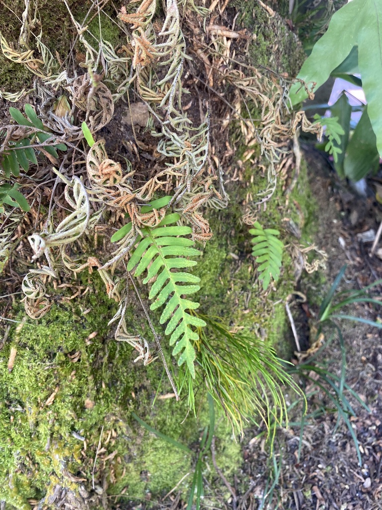 resurrection fern from University of South Florida, Tampa, FL, US on ...