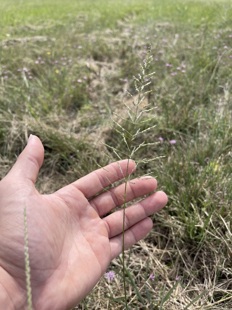 Madagascar Dropseed in October 2021 by Jake Smith · iNaturalist