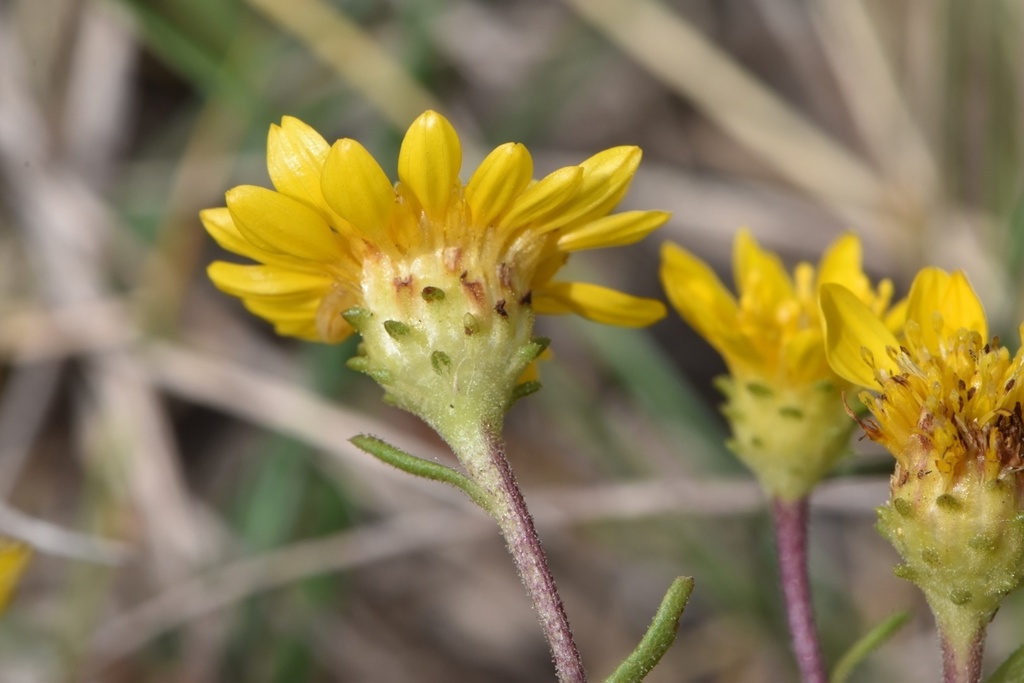 Houston daisy in October 2021 by Jake Smith · iNaturalist