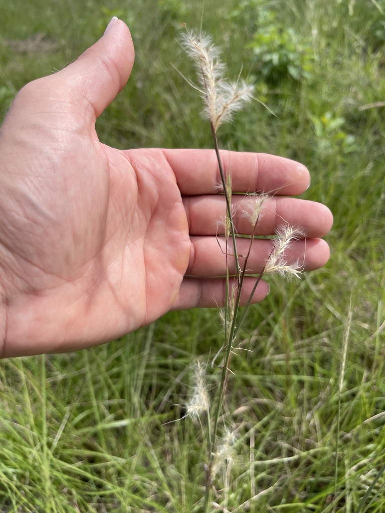 splitbeard bluestem from Sandbridge St, Houston, TX, US on October 17 ...