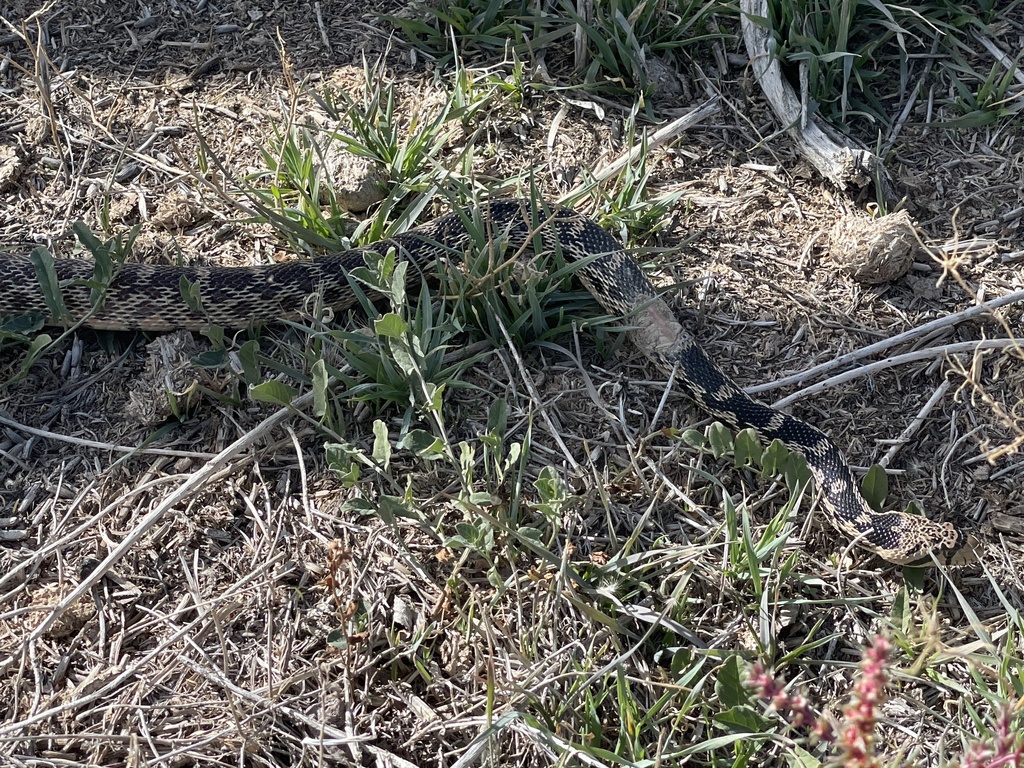 Gopher Snake from E Ranch Rd, Eagle Mountain, UT, US on October 17 ...