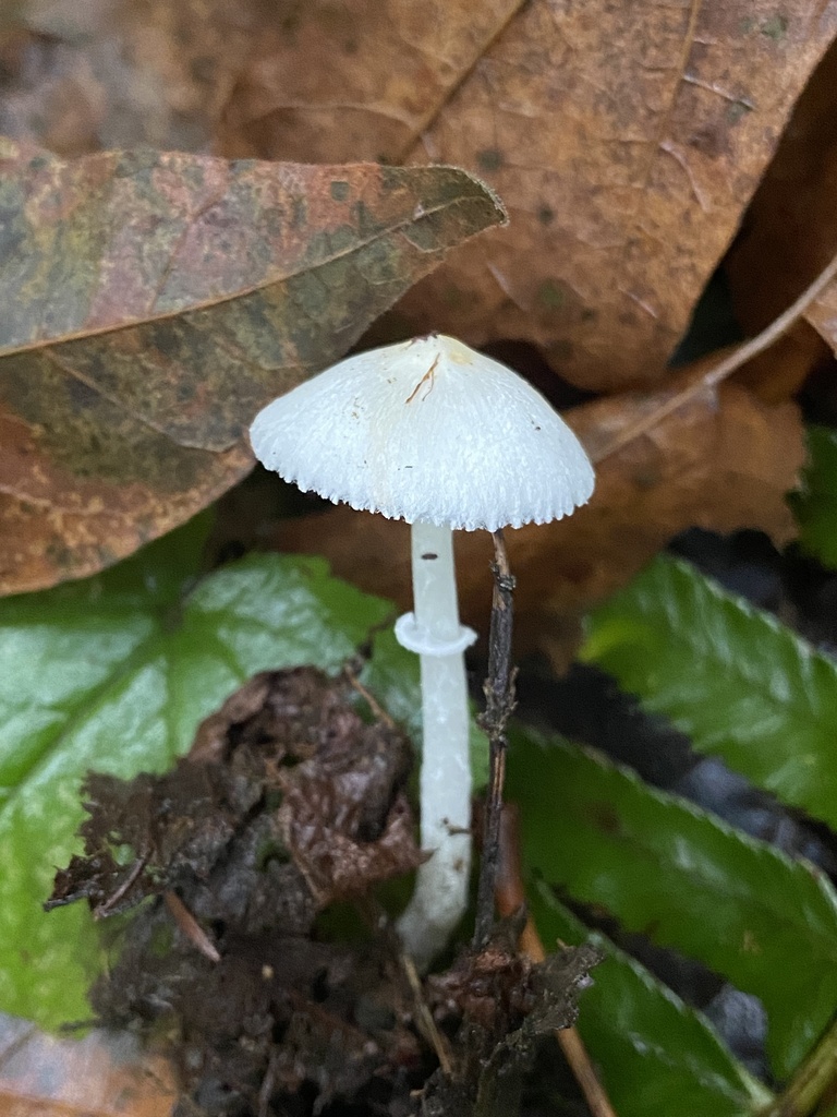 Leucocoprinus from Seaside, OR, US on October 16, 2021 at 08:53 AM by ...
