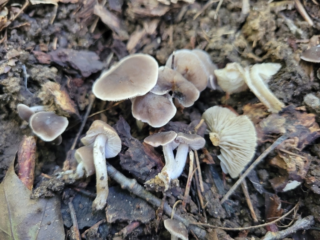 Crazed Caps from Pleasant Township, IN 46703, USA on October 17, 2021 ...