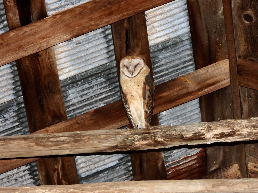 Barn Owl in October 2021 by dbond · iNaturalist