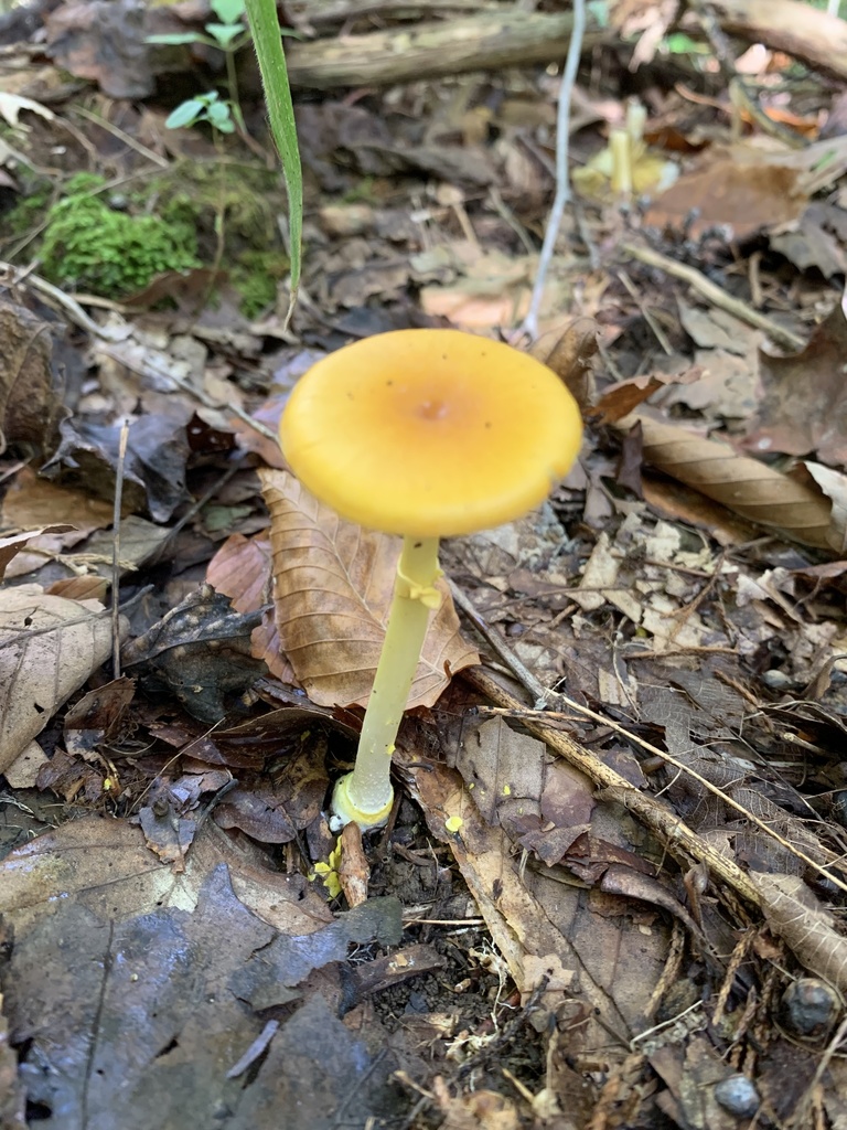 Amanita sp. 'flavoconia-04' from Hoosier National Forest, Paoli, IN, US ...