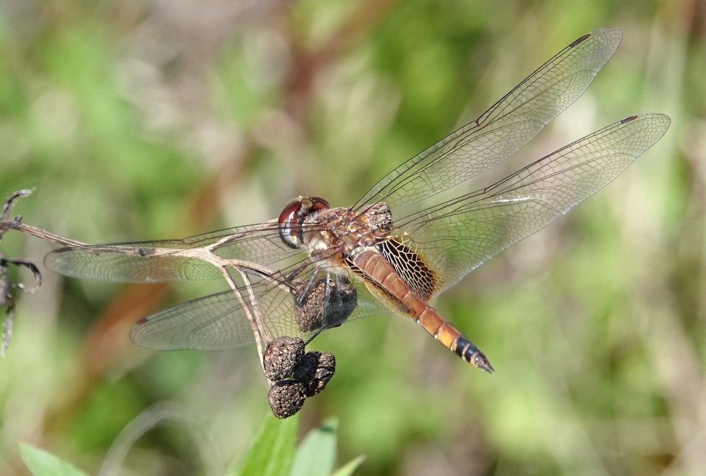 Striped Saddlebags from Toronto, ON, Canada on October 17, 2021 at 11: ...