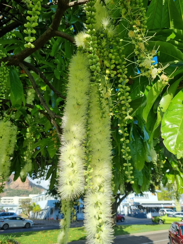 Mango Pine from North Ward QLD 4810, Australia on October 18, 2021 at ...