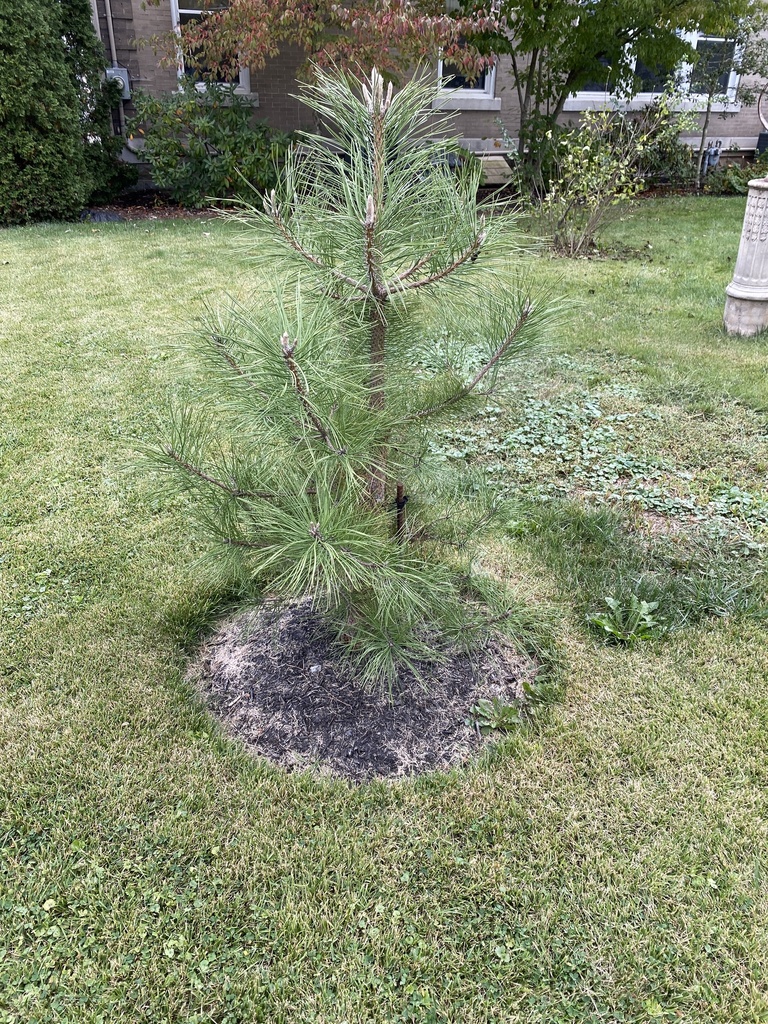 red pine from Center Ave, Weston, WV, US on October 17, 2021 at 05:20 ...