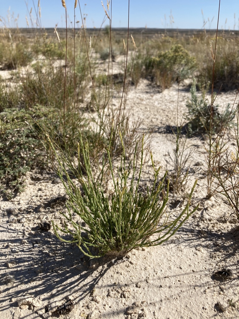 Allred's flax from Eddy County, US-NM, US on October 17, 2021 at 02:52 ...