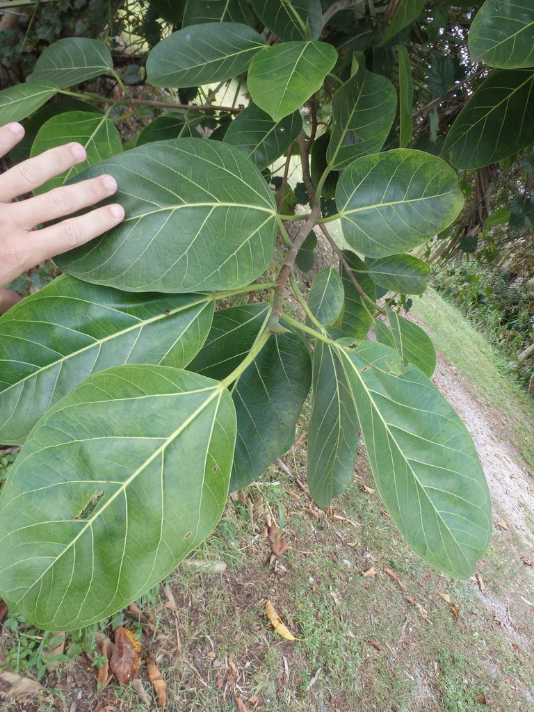 Mountain Fig from Bonita Springs, FL, USA on October 17, 2021 at 12:20 ...