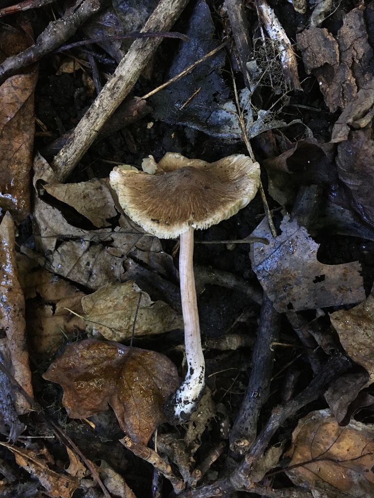 Inocybe paleoveneta from Inwood Hill Park, New York, NY, US on October ...