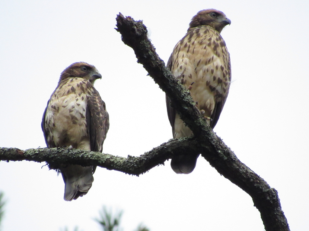 Broad-winged Hawk from Primrose Ln, Pelham, NH, US on September 15 ...