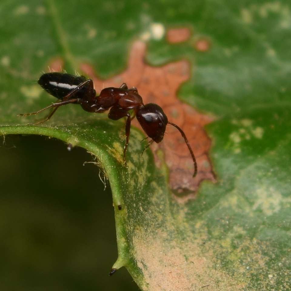 Camponotus hyatti Emery, 1893