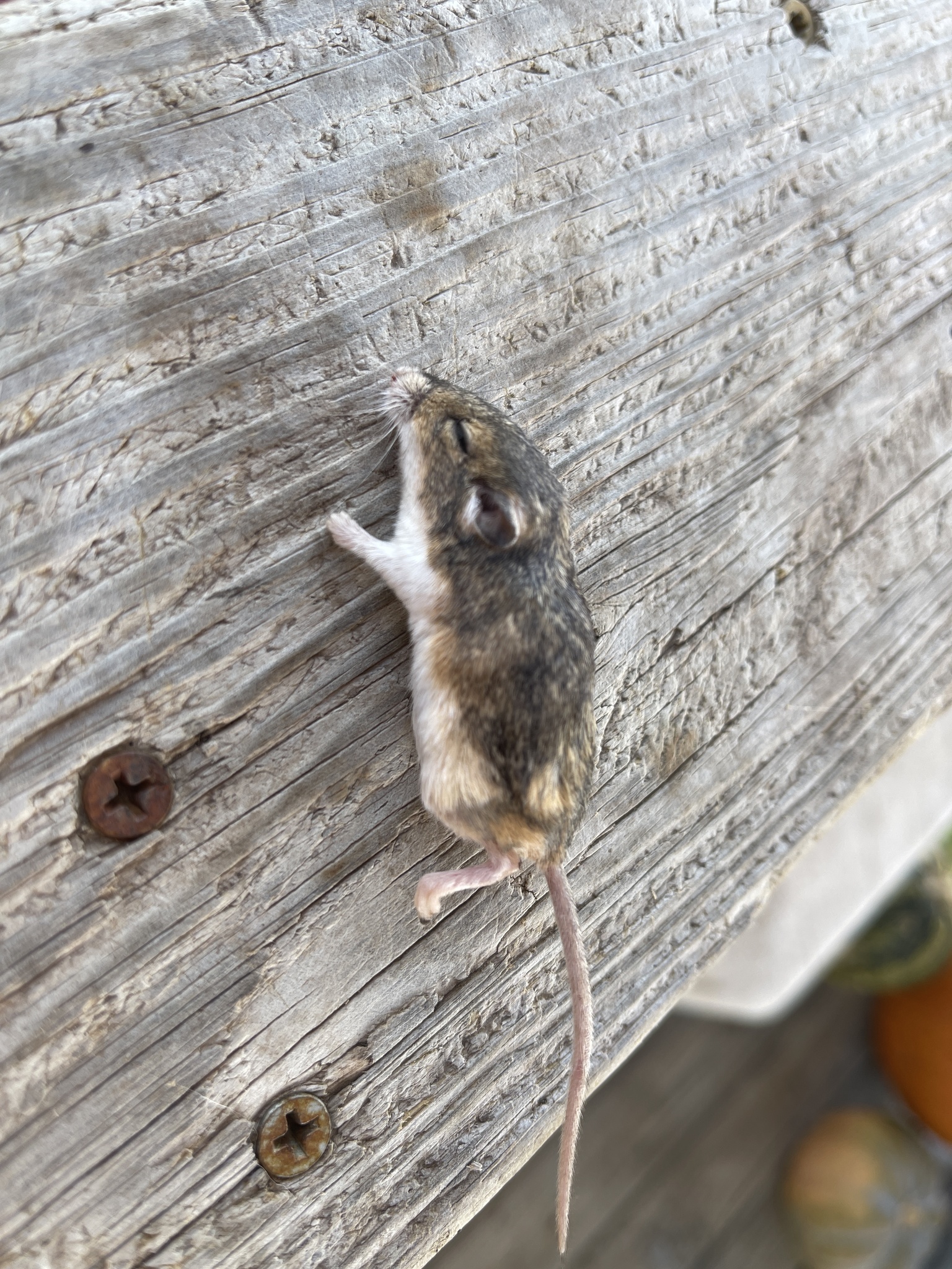 Perognathus merriami J.A.Allen, 1892