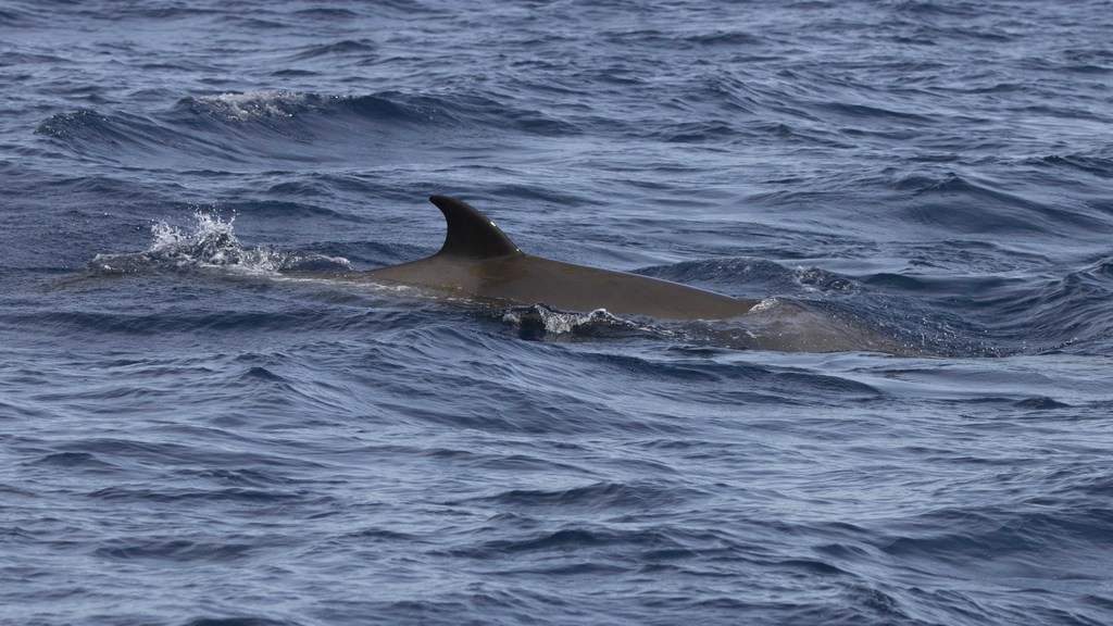 (Tasmacetus) - Marine Life Identification