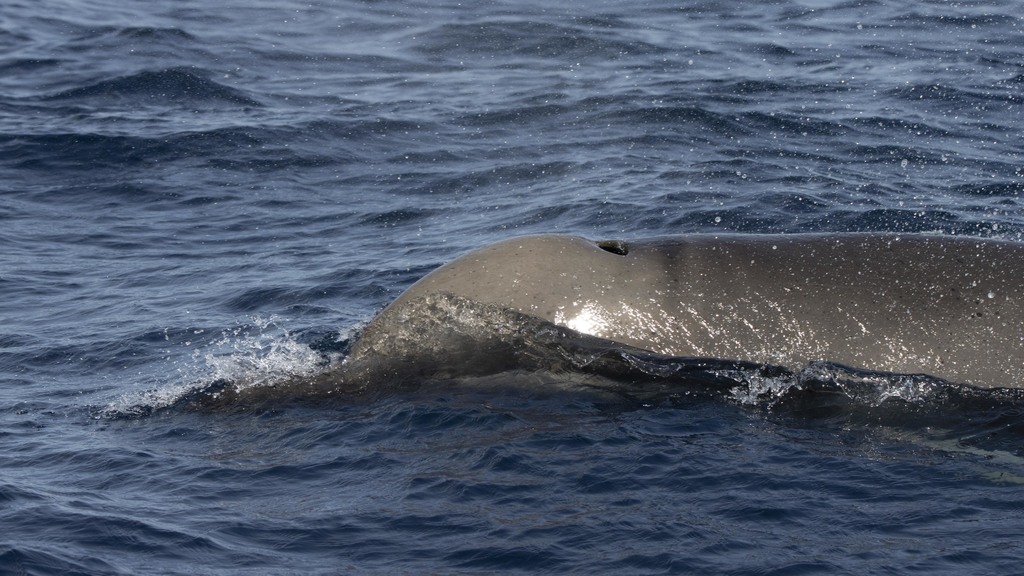 (Tasmacetus) - Marine Life Identification