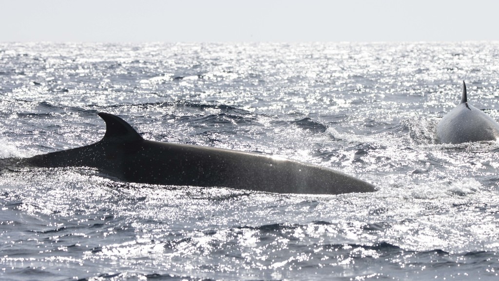 (Tasmacetus) - Marine Life Identification